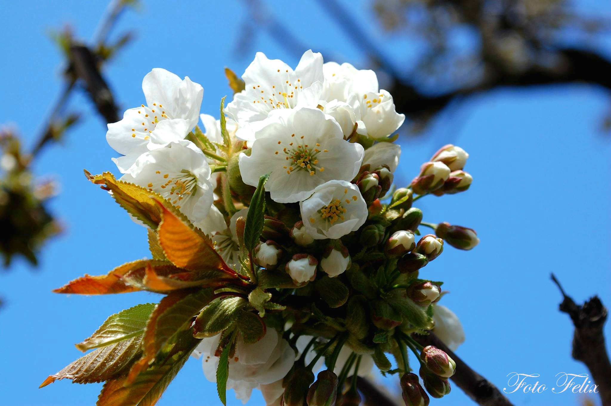 Înflorire – La moara lui Felix