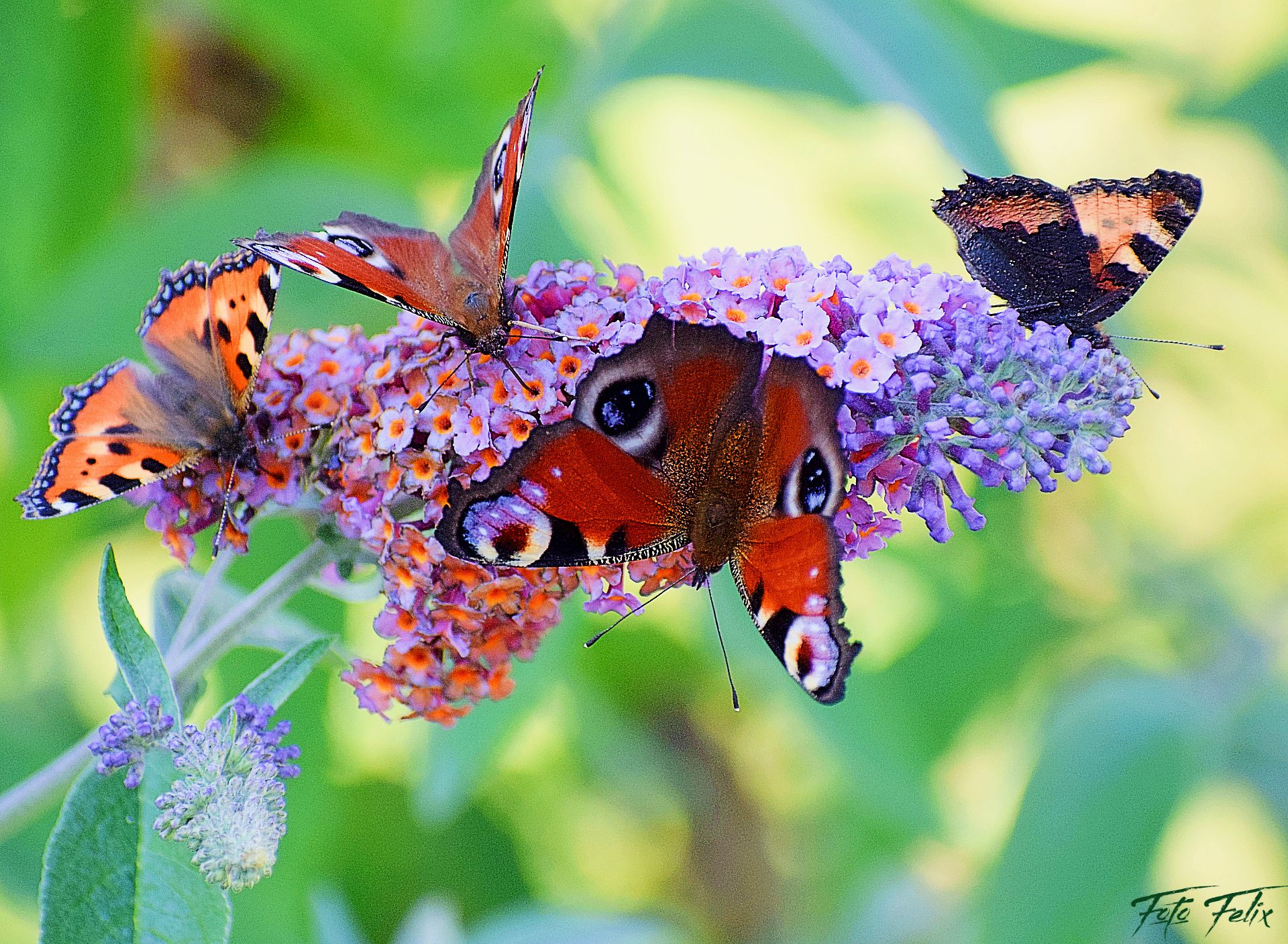 Sonet cu fulgi și fluturi – La moara lui Felix