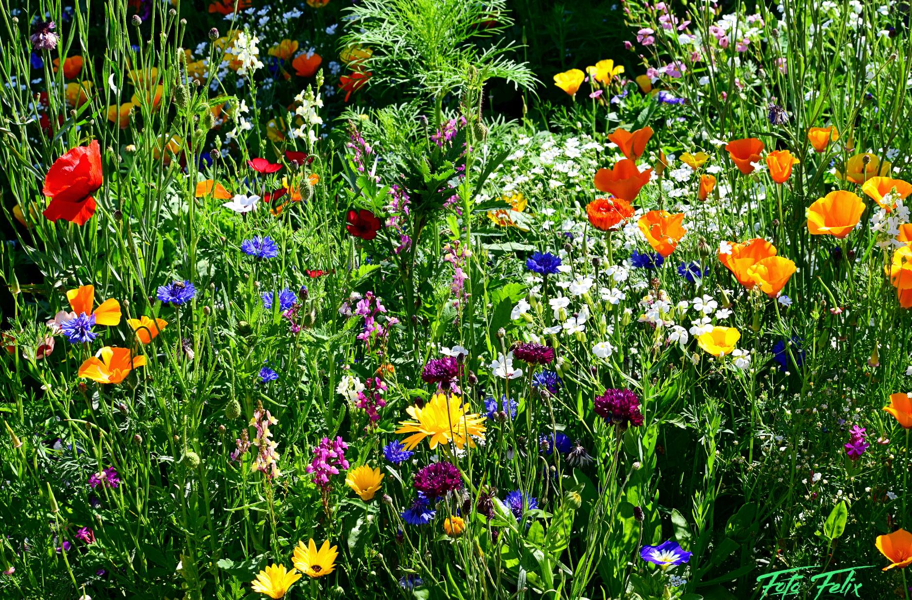 Sonetul gândului înflorit – La moara lui Felix