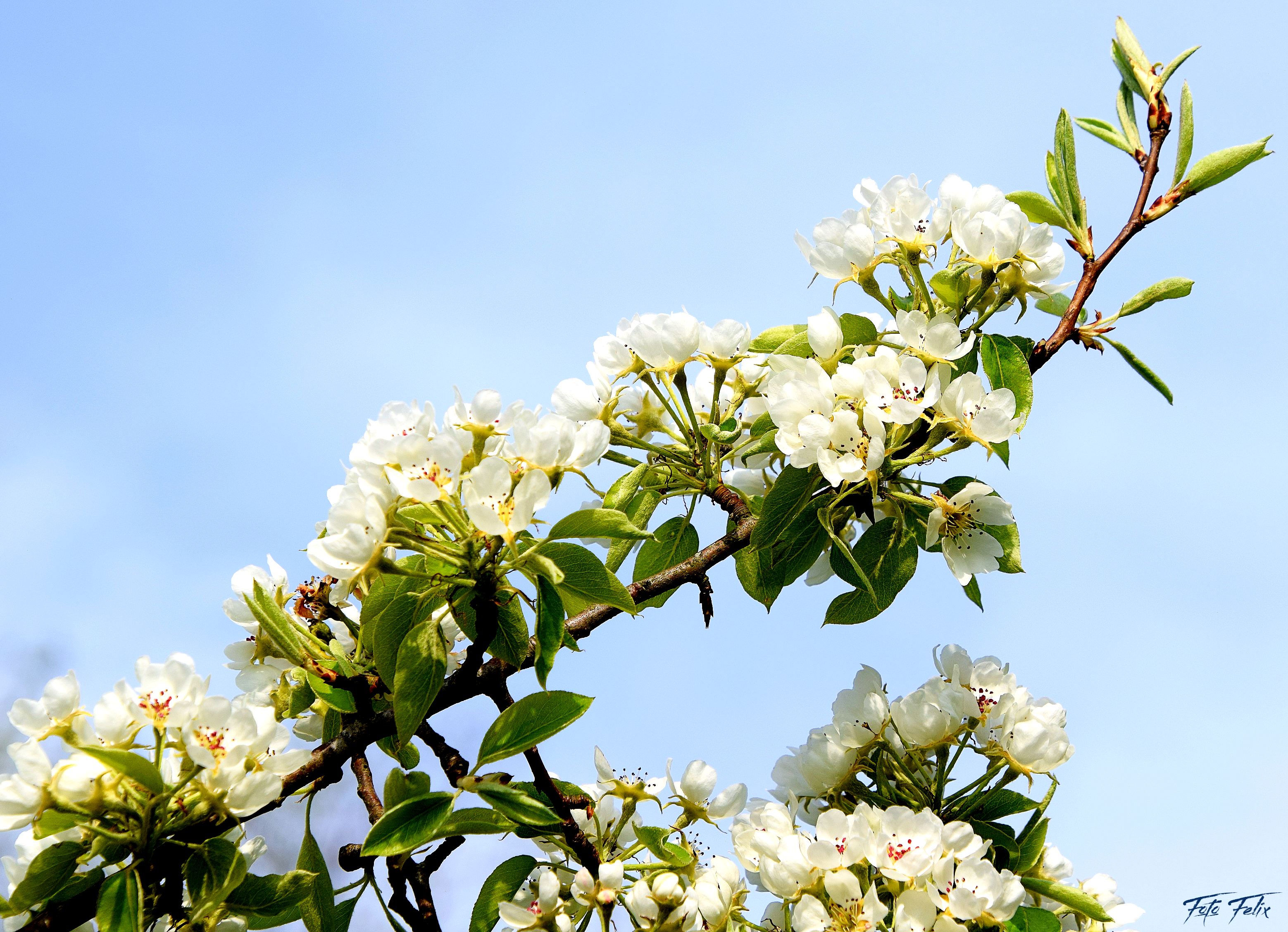 Sonetul primăverii mele – La moara lui Felix