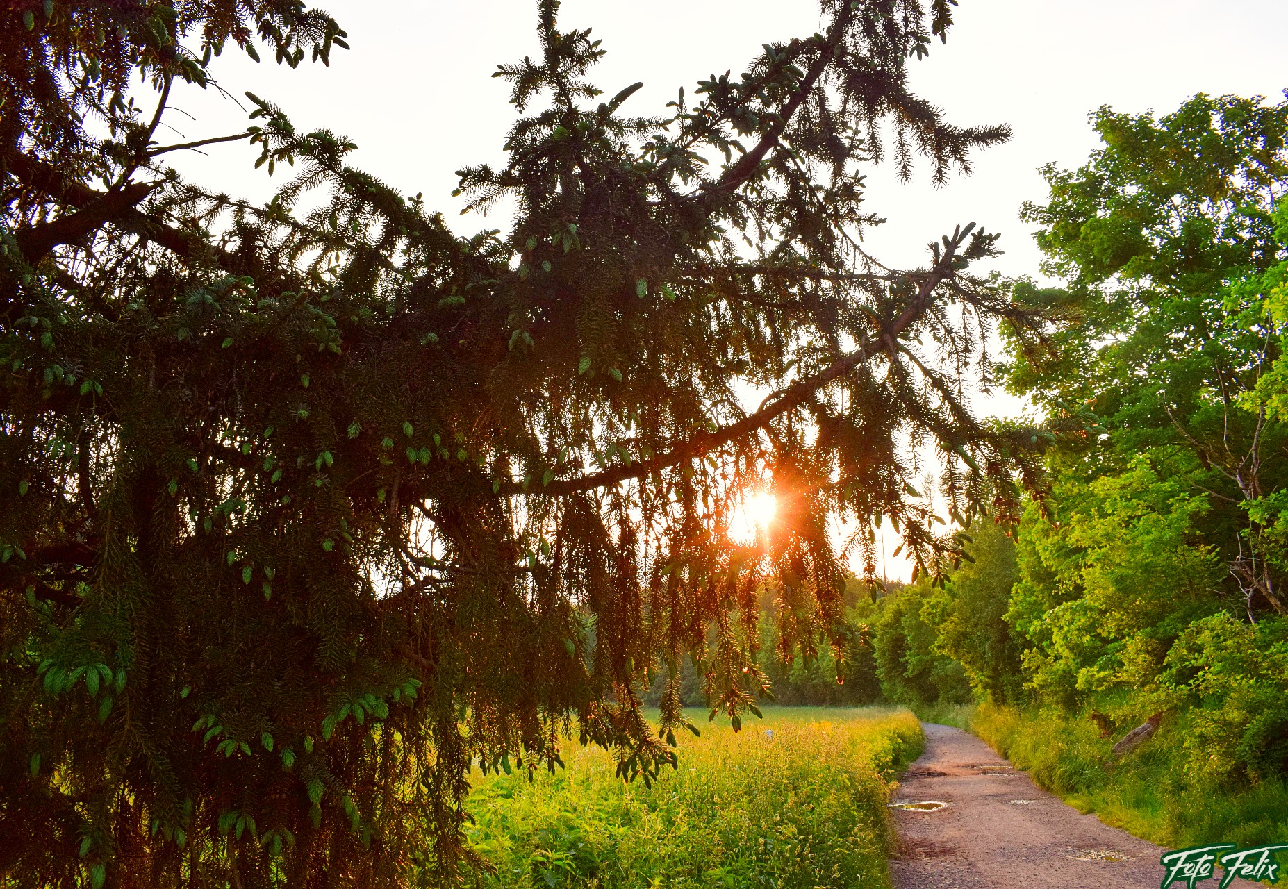 Cuvântul ca un panaceu – La moara lui Felix