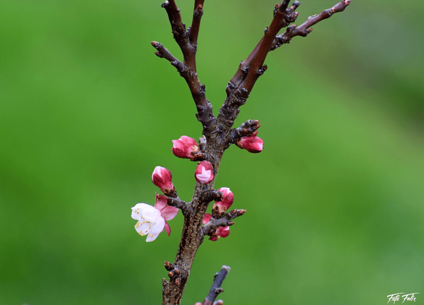 Muguri de speranță – La moara lui Felix