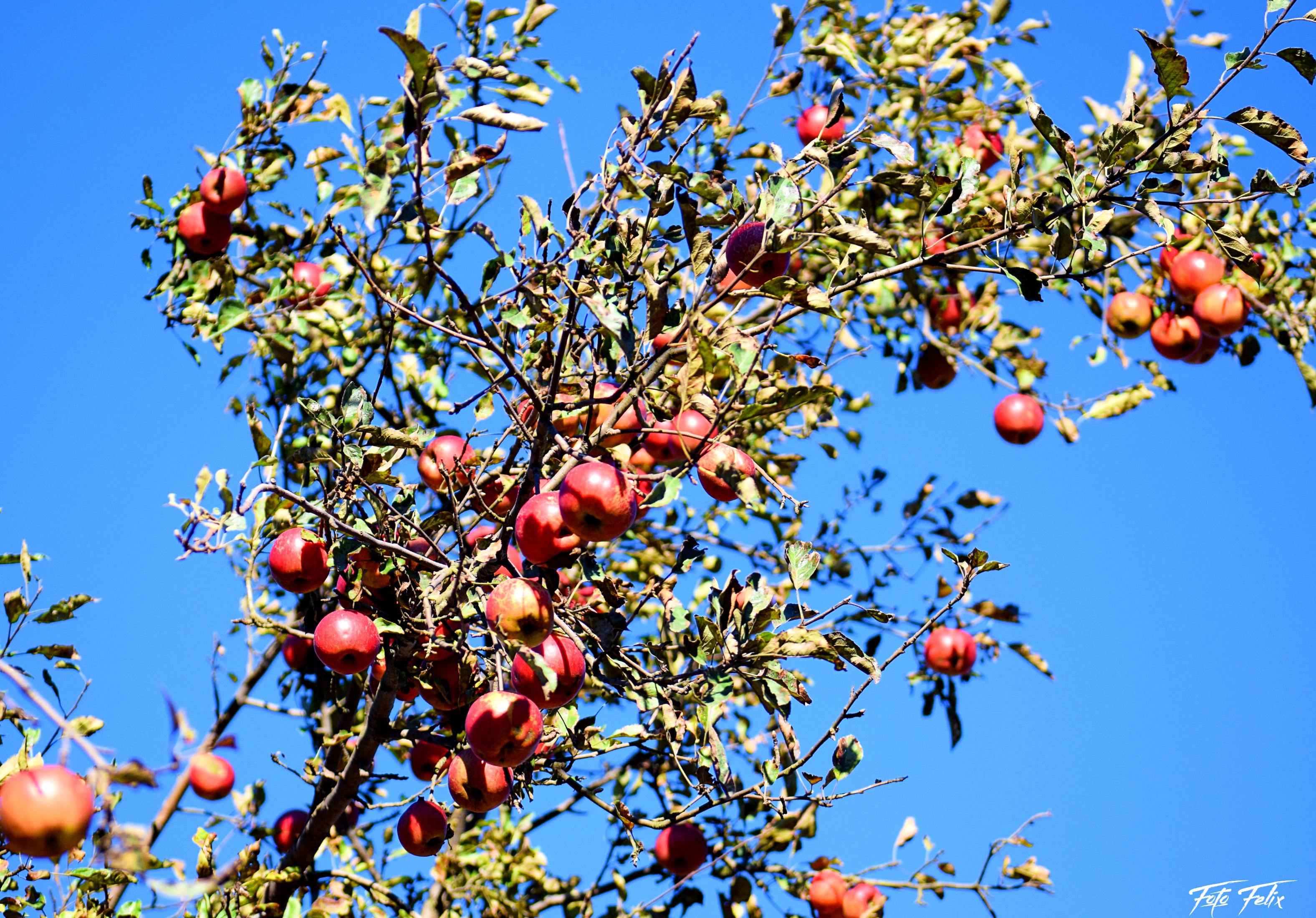 Pomul bun – La moara lui Felix